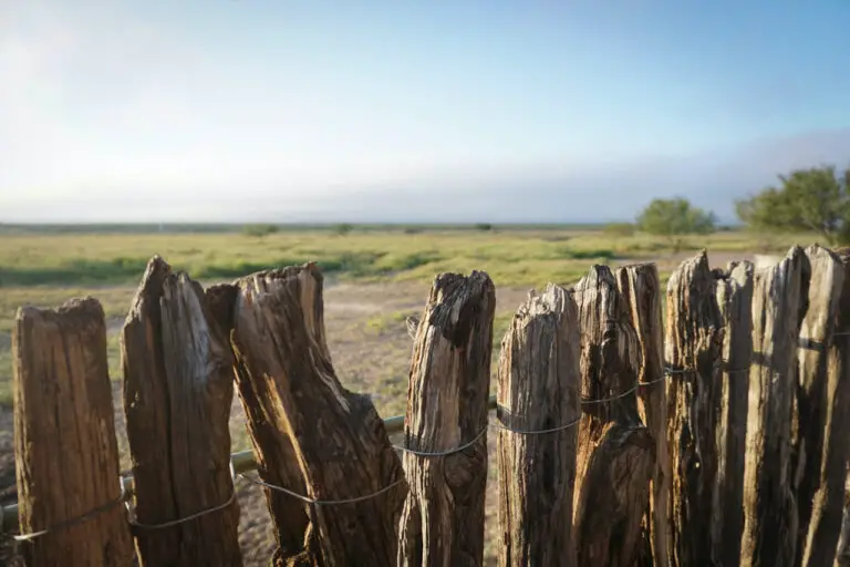 Living in Laredo, TX - What Is It Like - Pros and Cons - Combadi ...