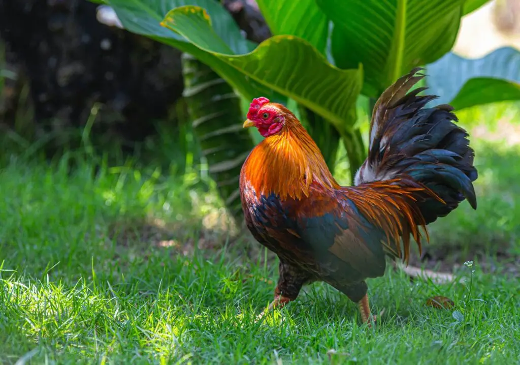 What is the national animal of France? - Combadi - World Travel Site